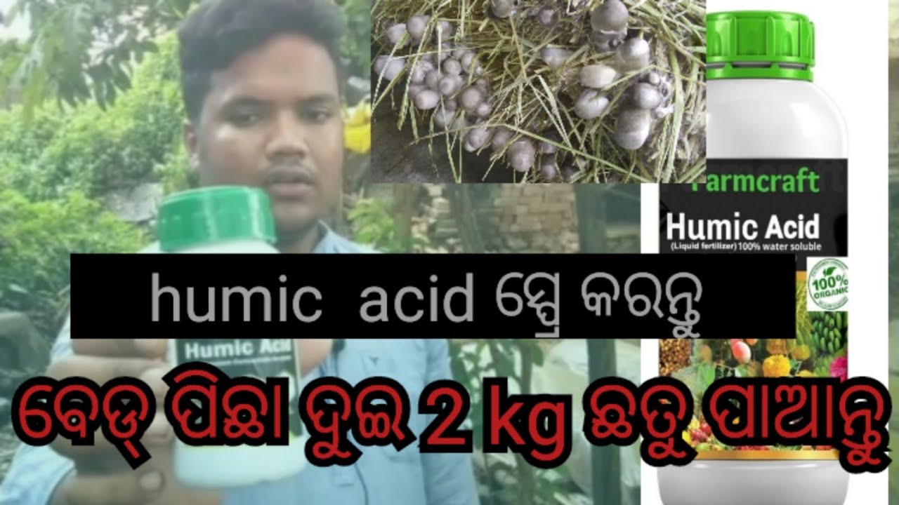 Chatu chasa Humic acid ସ୍ପ୍ରେ mushroom 🍄 farming #humicacidspray # ...