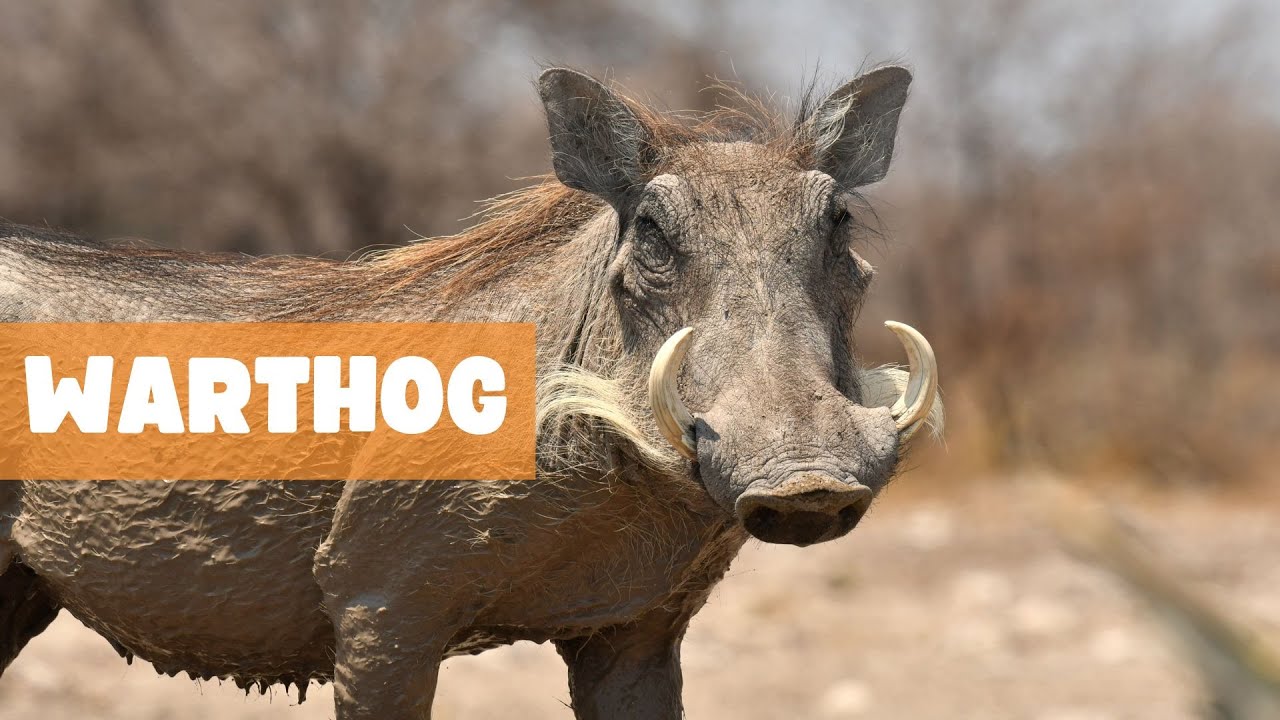 A COMPREHENSIVE LOOK AT WARTHOGS - YouTube