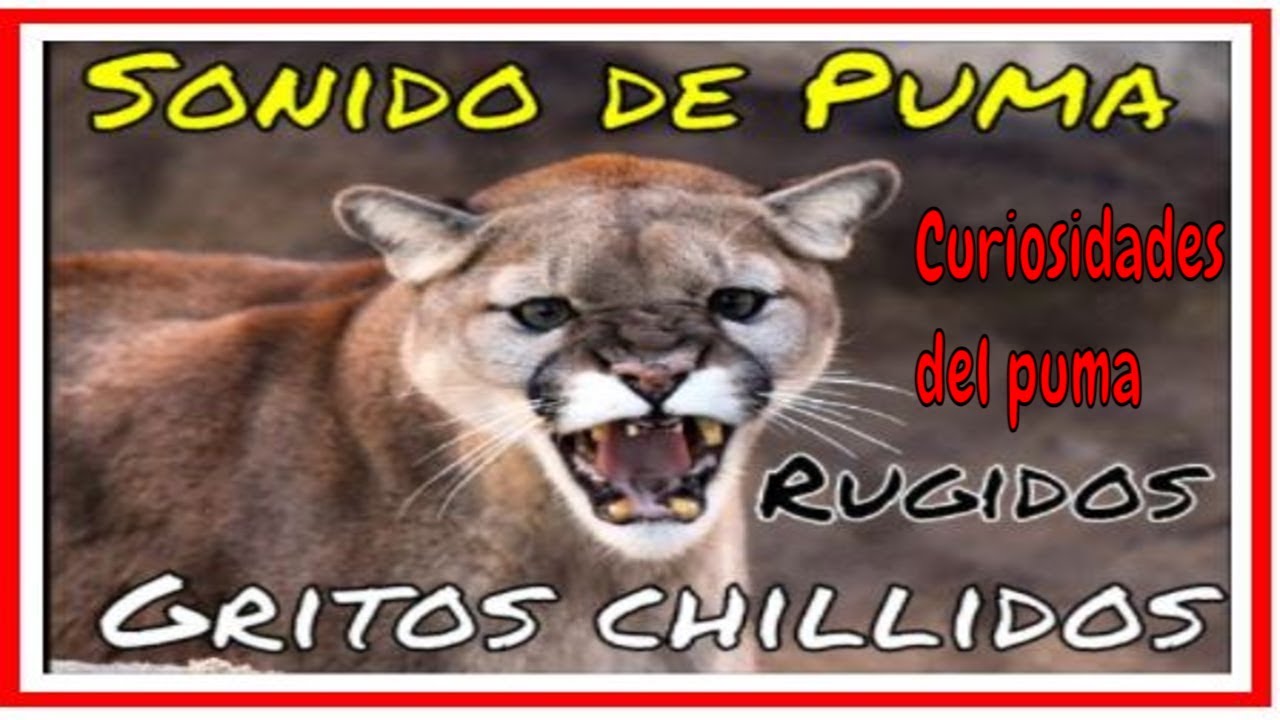 Sonido Puma rugido cougar sound - YouTube
