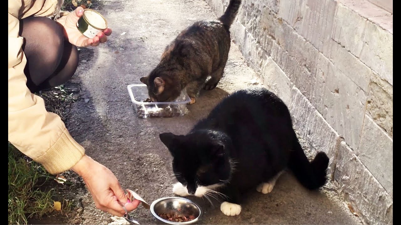 Feeding community cats - YouTube