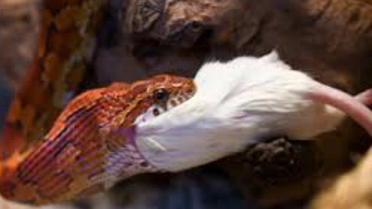 STRIKE AND TIMELAPSE | Corn Snake Feeding - YouTube