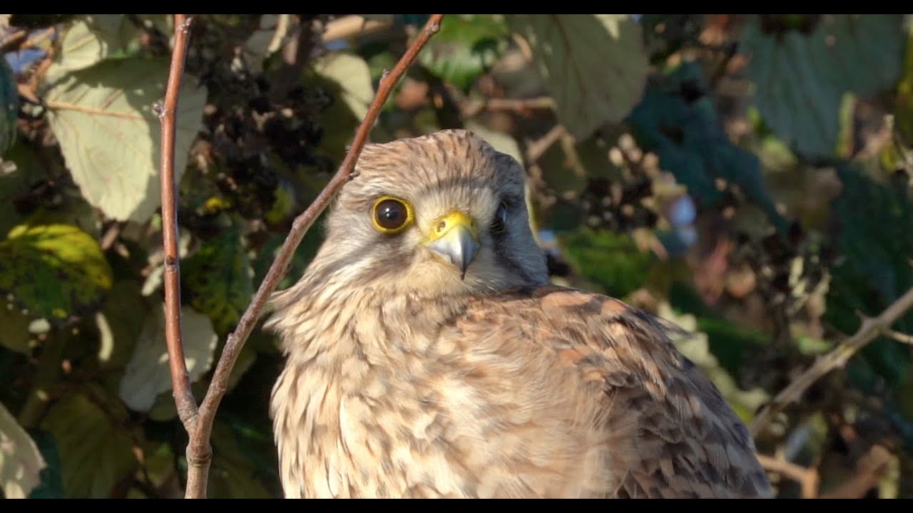 kestrel 11:01:23 - YouTube