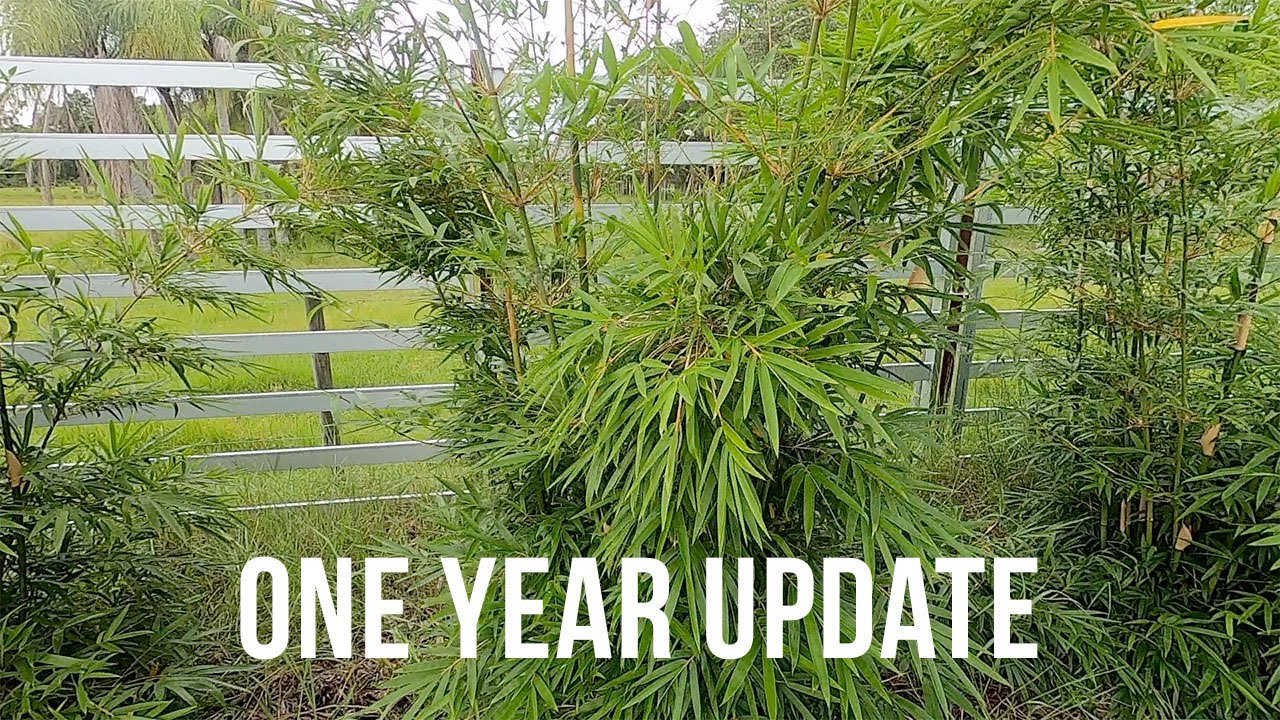 BAMBOO WINDBREAK - which species and why? - YouTube
