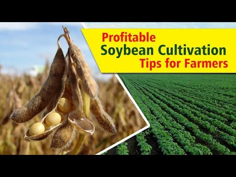 Soya beans farming in Nigeria/step by step guide - YouTube