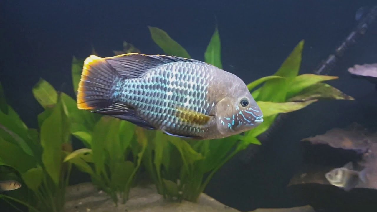Andinoacara rivulatus (Gold Saum ) May 2020 - YouTube