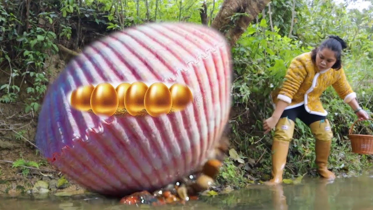 Once in a century, the emperor pearl clam opens a golden treasure trove ...