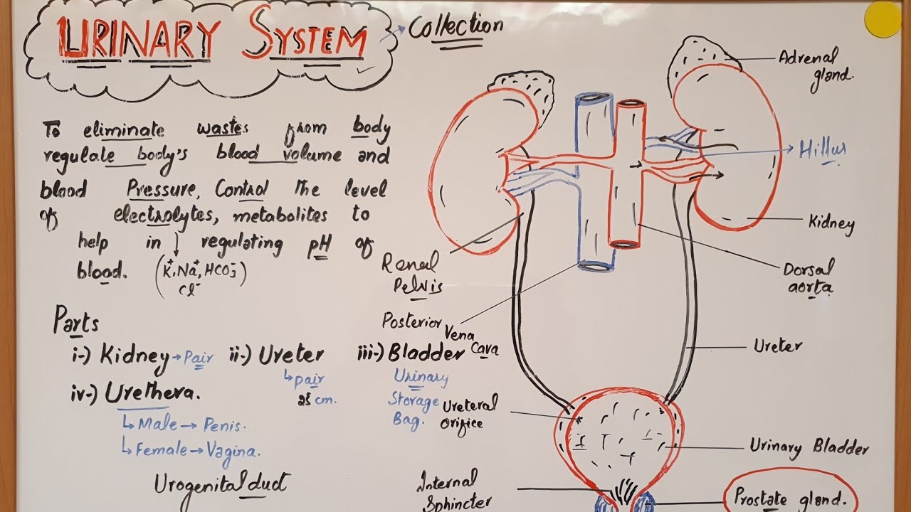 Introduction to Urinary Sysytem Chapter #15 2ndyear FSc,MDCAT basics ...