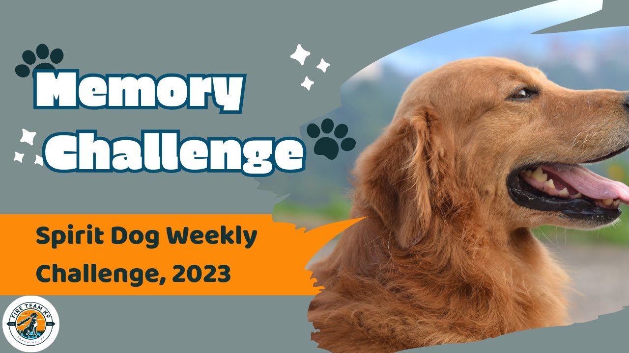 Spirit Dog Memory Game - YouTube