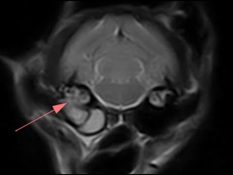 Otitis media-interna in cats - YouTube