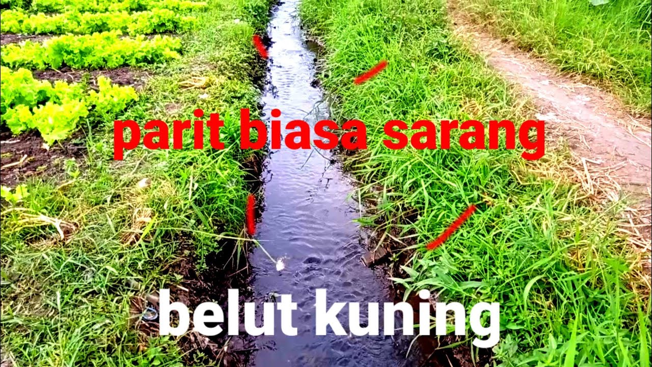 SEPERTI MIMPI!! PARIT BIASA PINGGIR JALAN BELUTNYA FUUL KUNING KUNIANG ...
