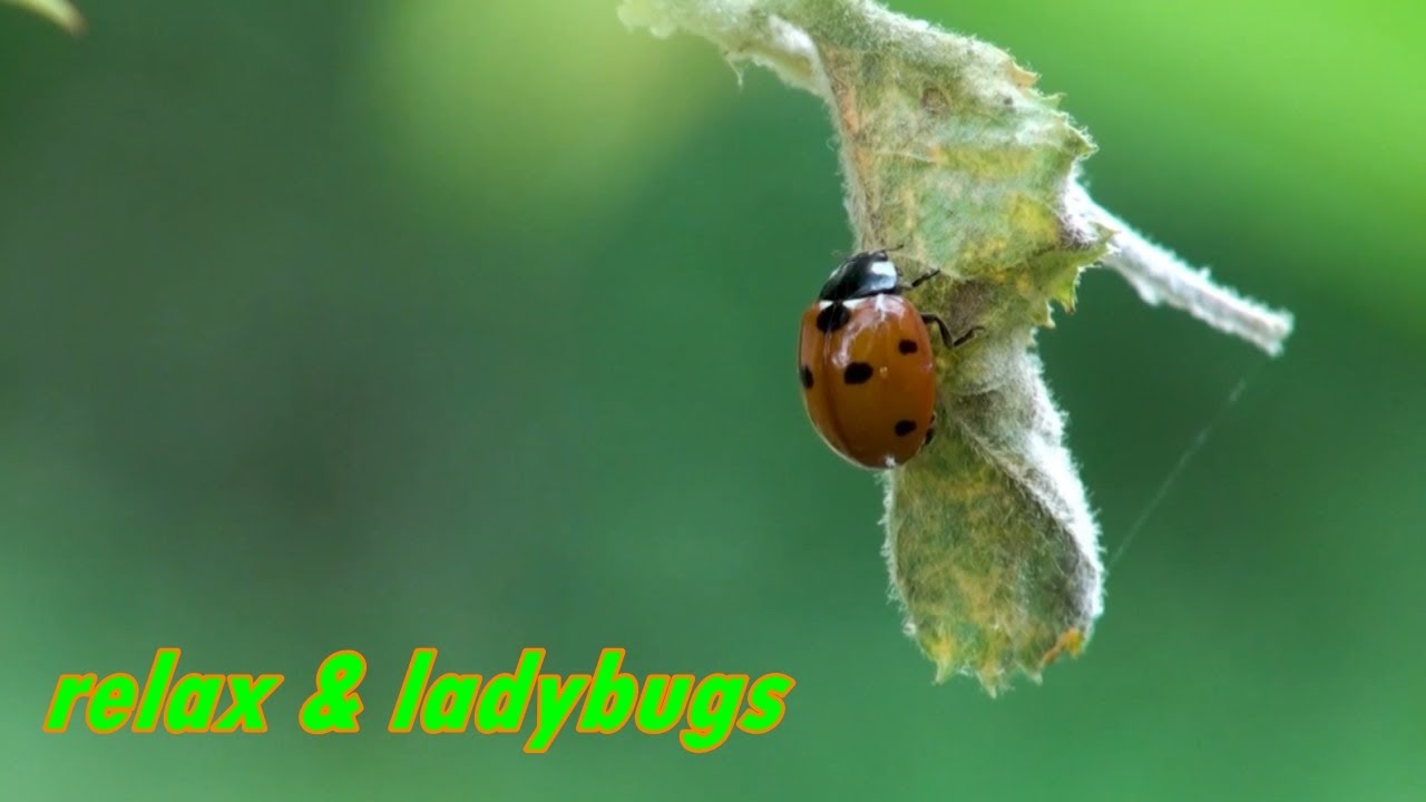 Relax music with ladybugs - divine rest, relaxation, meditation - YouTube