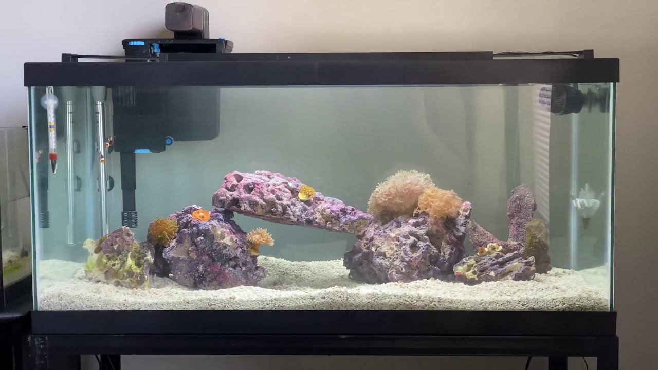40 gallon reef tank - YouTube