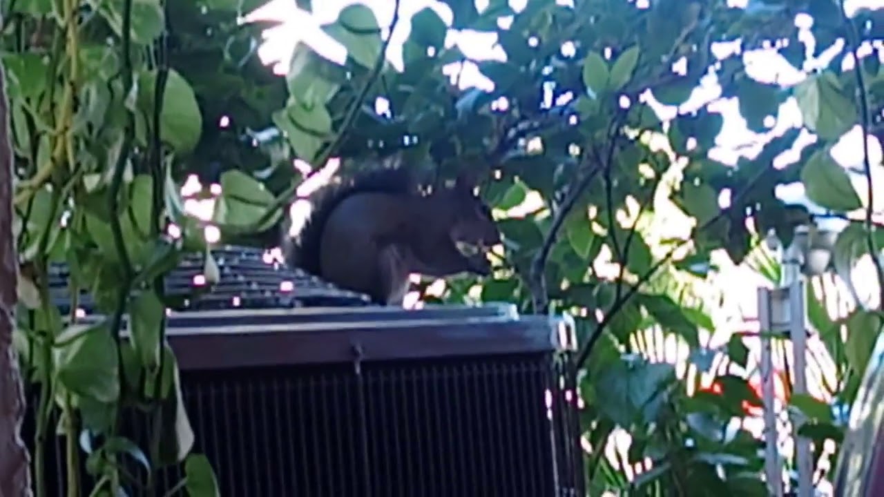 Saturday Squirrels - YouTube