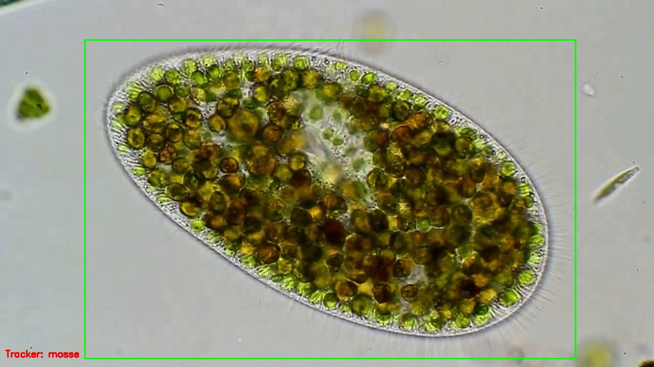 Paramecium bursaria tracking - MOSSE tracker 720p - YouTube