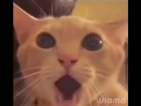raaaa raaaaaaaa raaaaaaaaaaaaaaaaa (cat edition?)