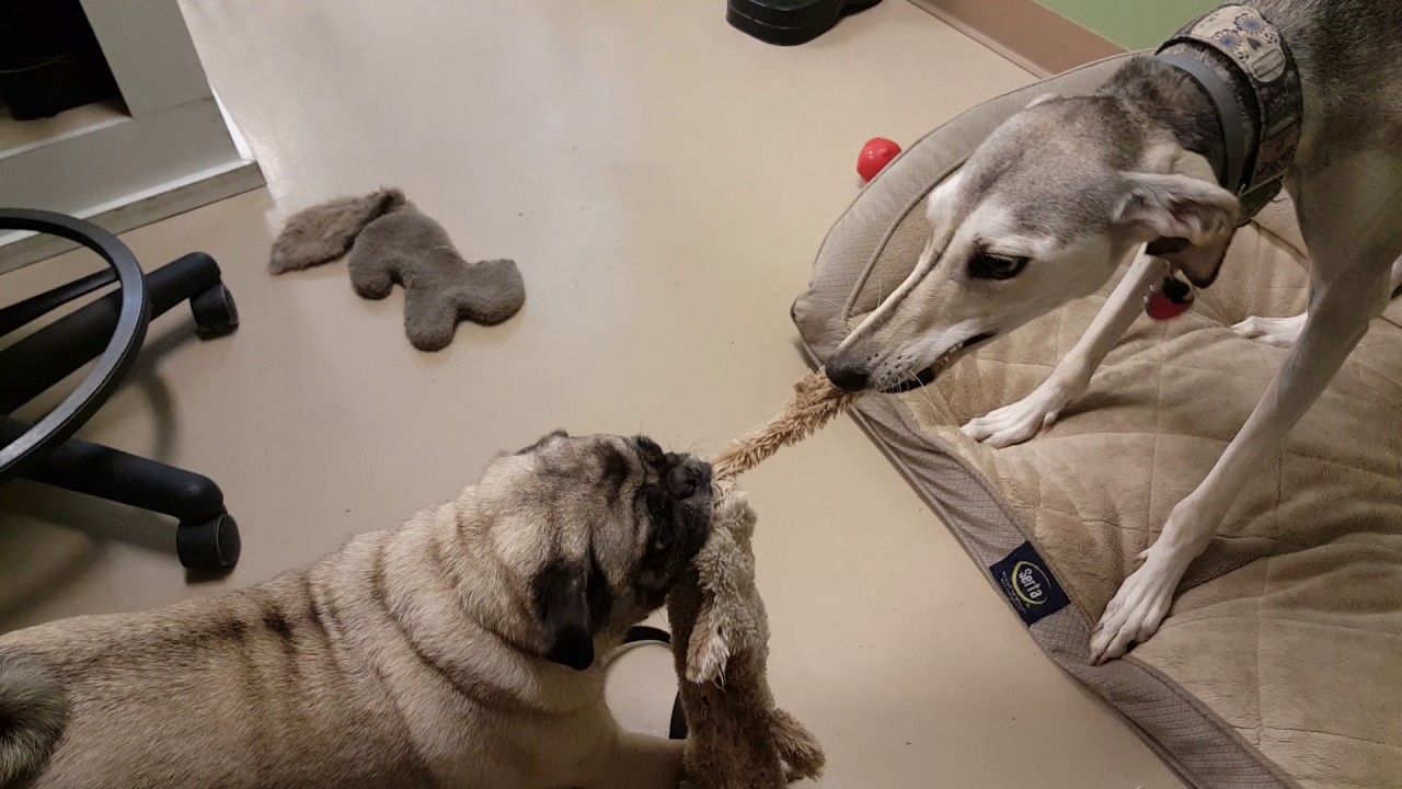 Saluki and Pug Fight - YouTube