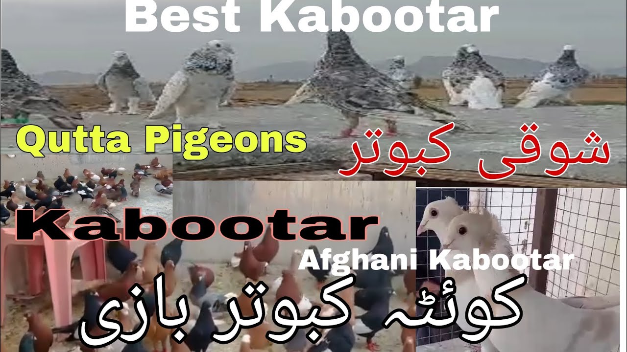 Kabootar Bazi Top Pigeons Afghani Kabootar Quatta Kabootar Best Pigeons ...