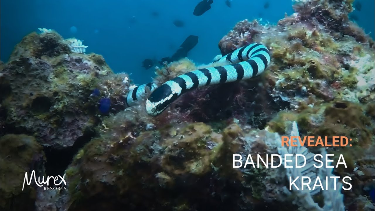 Banded Sea Snakes