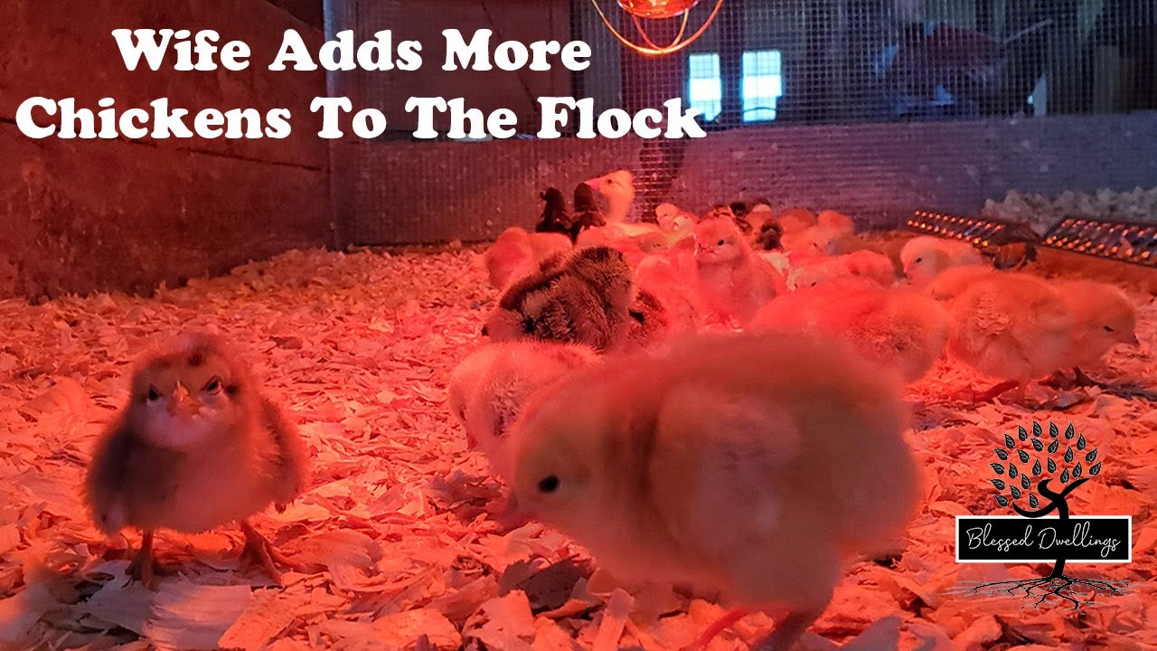 New Baby Chicks Arrive! Getting Chicken Brooder Set Up In Time For 61 ...