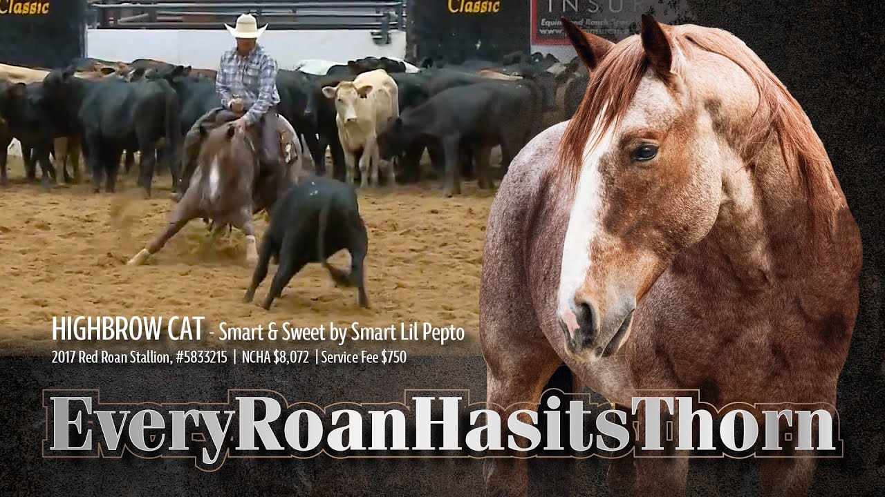 Everyroanhasitsthorn | 2017 Stallion by Highbrow Cat | NCHA $8,072 ...