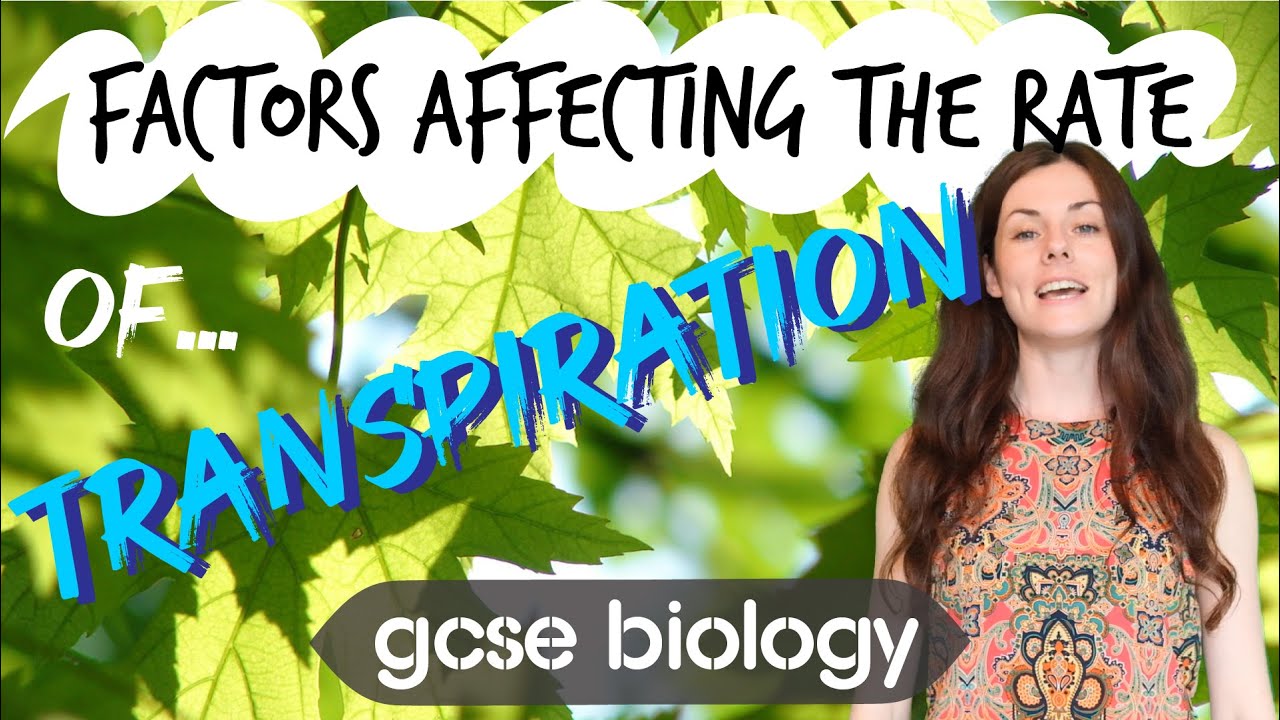 FACTORS AFFECTING THE RATE TRANSPIRATION GCSE Biology 9-1 | Combined ...