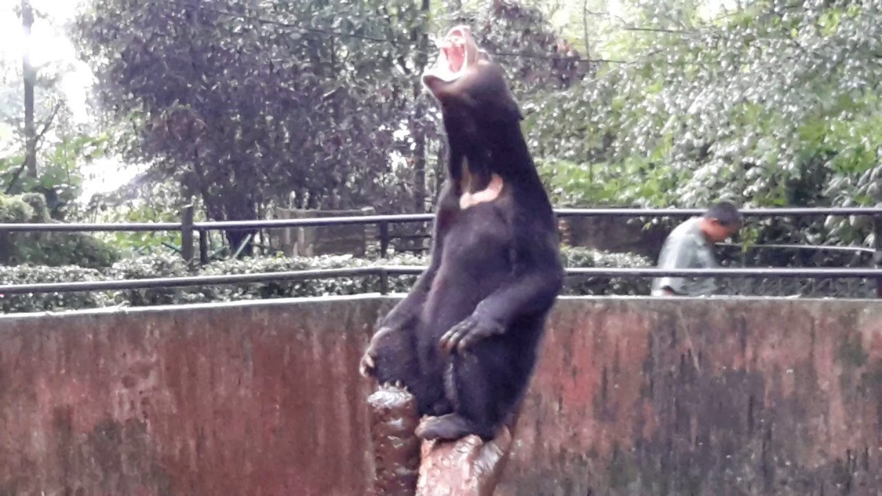 Hungry bears in flooded enclosure at Bandung Zoo, West Java, Indonesia ...