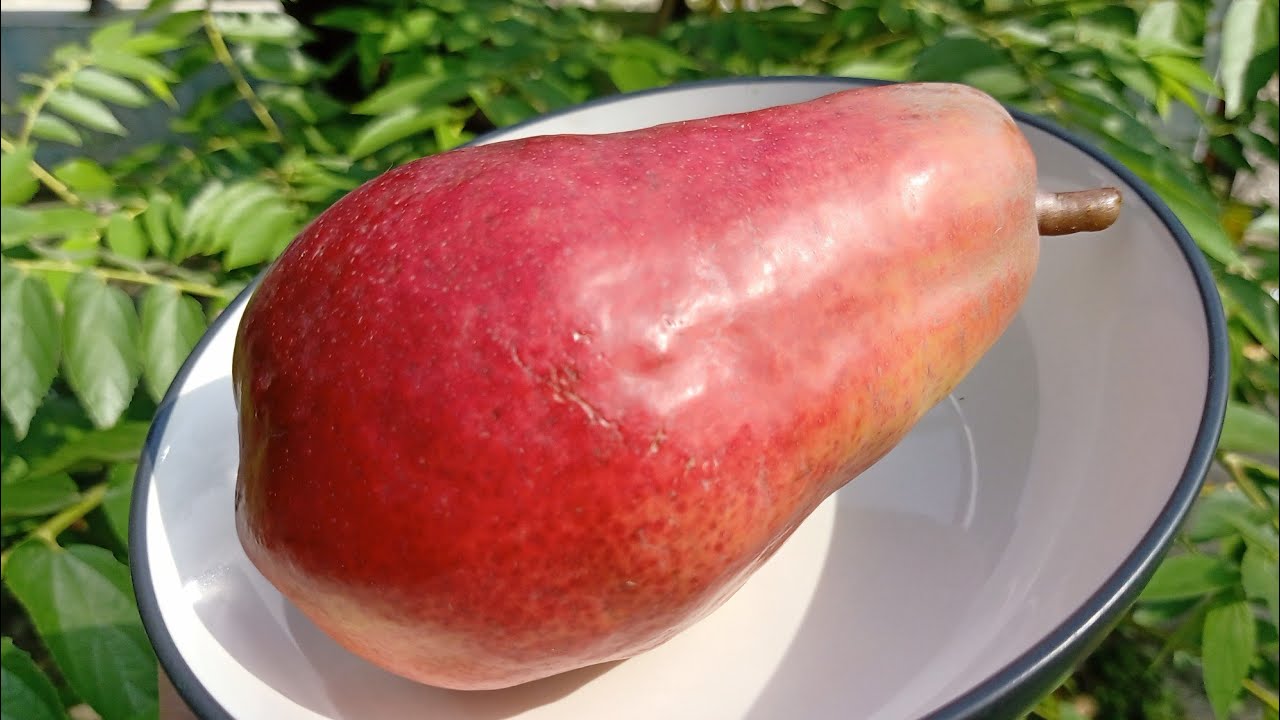 REVIEW BUAH PEAR MERAH - YouTube