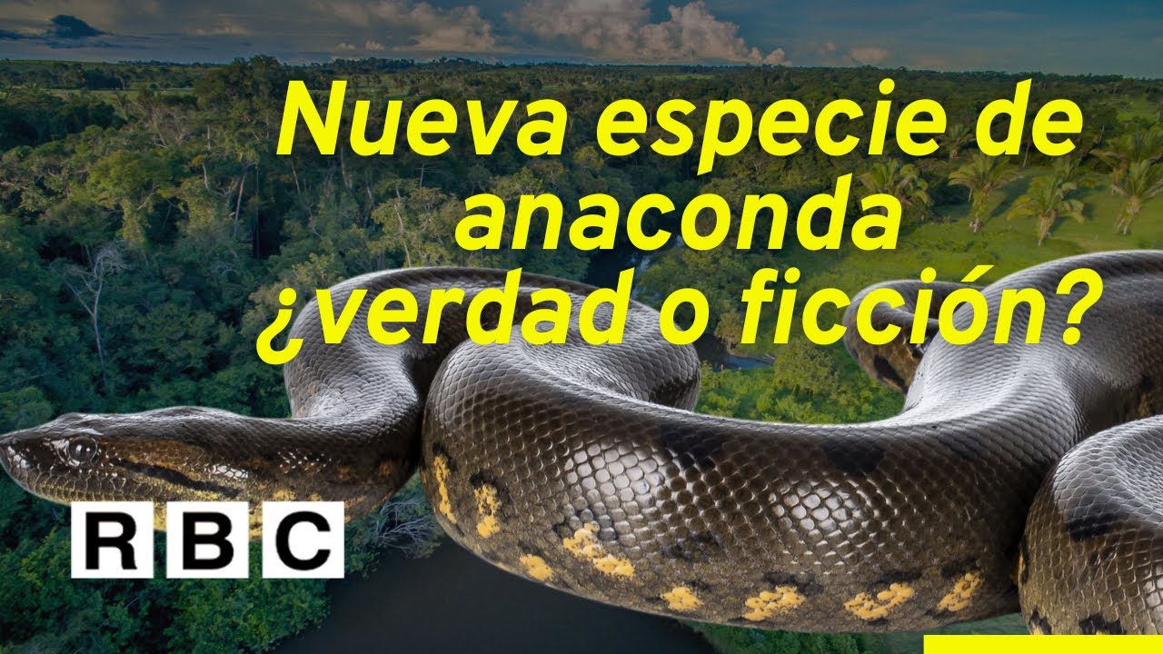 Serpientes De La Selva Amazónica Se Encuentra Una Anaconda Gigante En