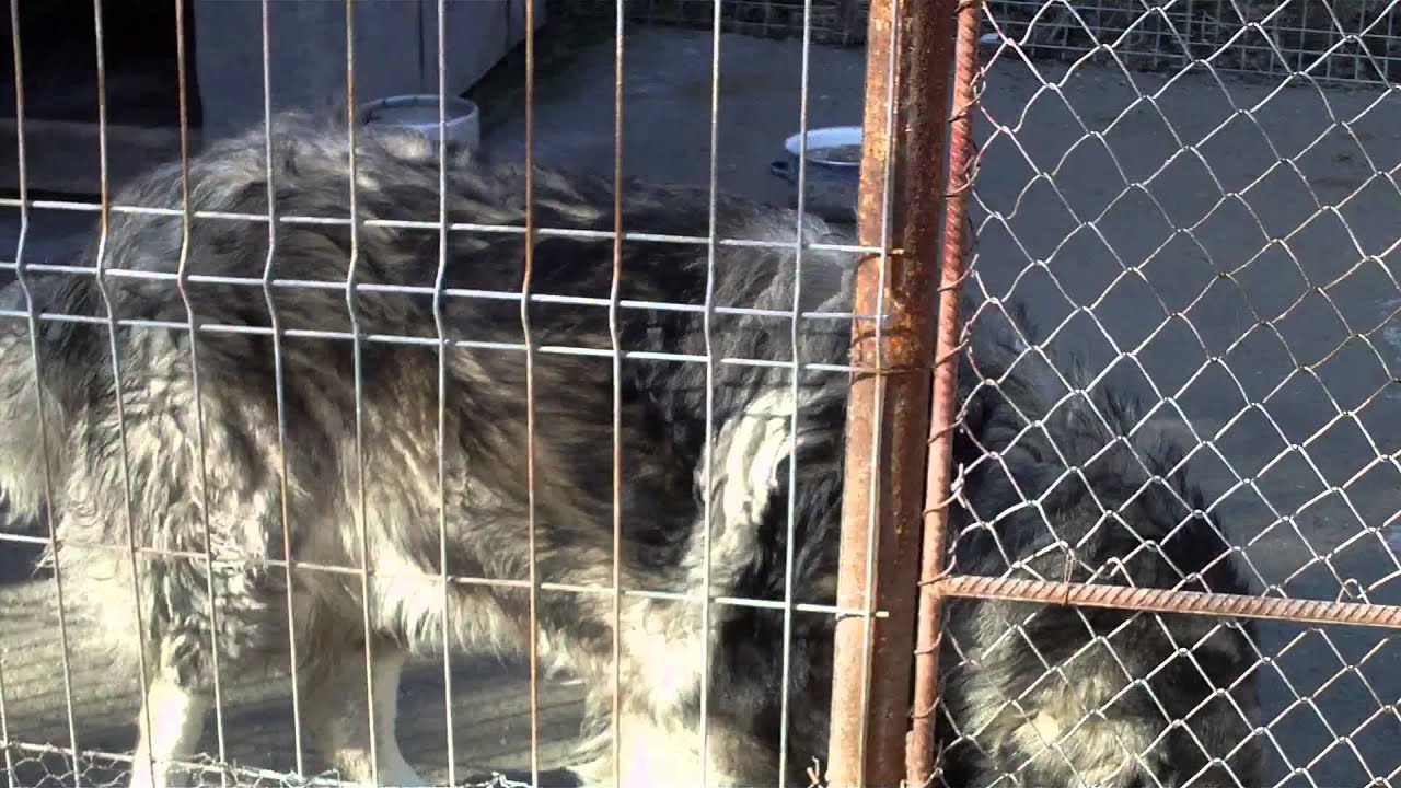 Ciobanesc Carpatin Talie Mare - Boteni Arges - YouTube