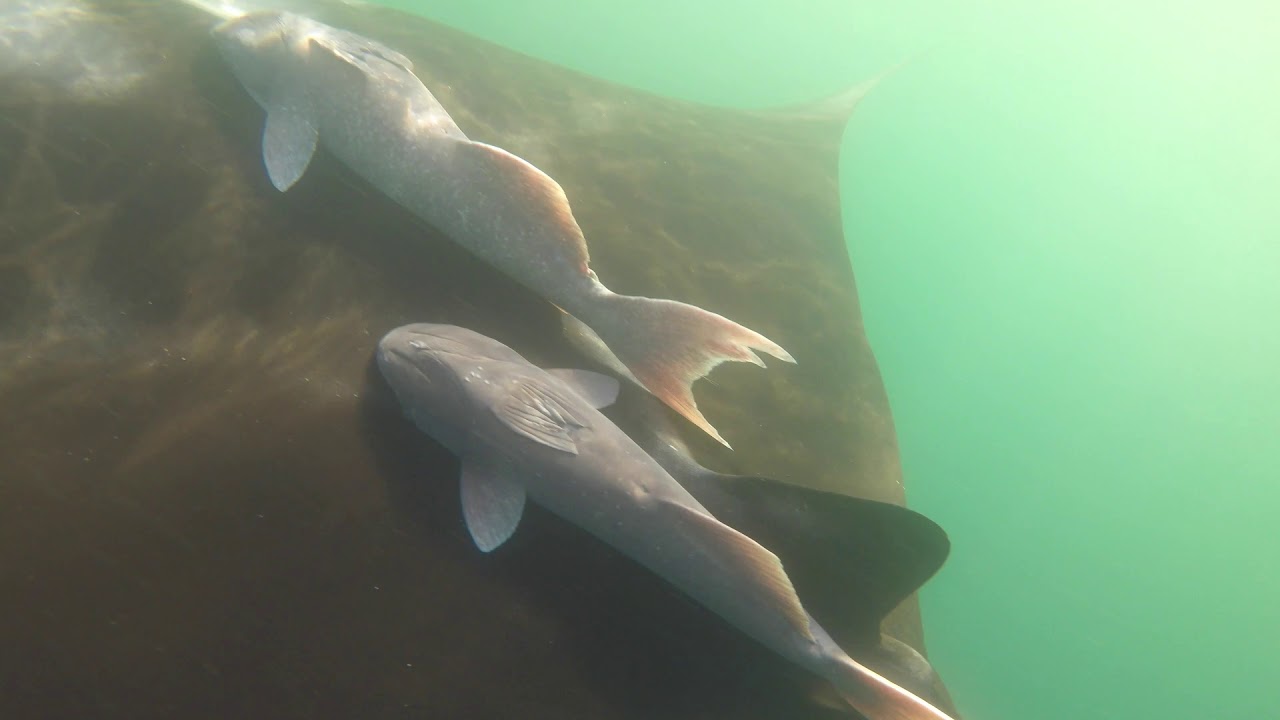 Maior espécie de raia do mundo é avistada em Ilhabela - YouTube