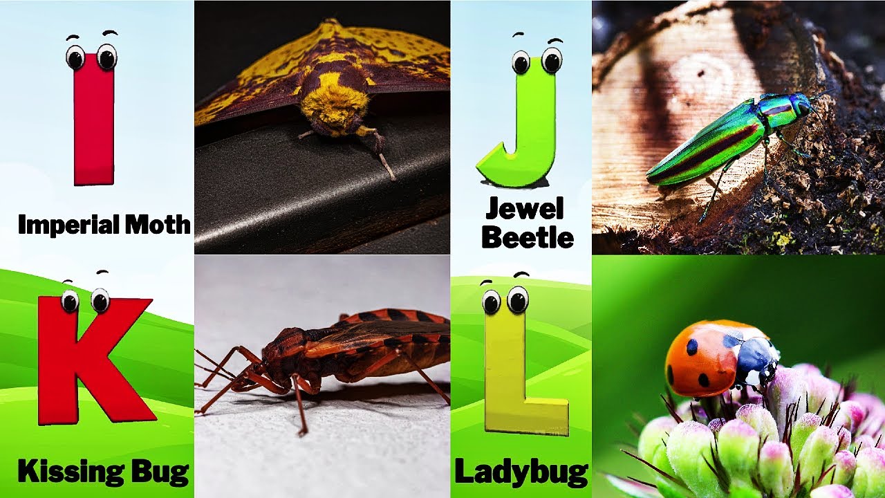 ABC Insects Song | Real Animals song | Learn English, Alphabets and ...
