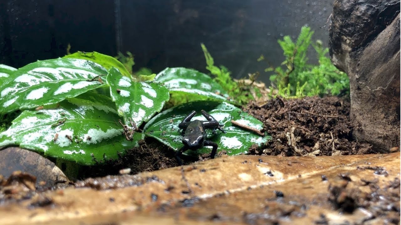 Bioactive Dart Frog Vivarium + Dart Frog Feeding - YouTube