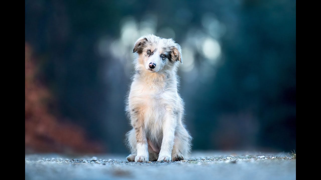 Australian Shepherds and Canine Freestyle: Dancing with Your Dog - YouTube