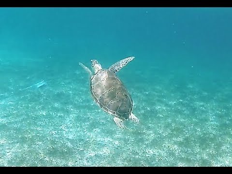SEA TURTLE SNORKELING at Green Cay, Bahamas - YouTube