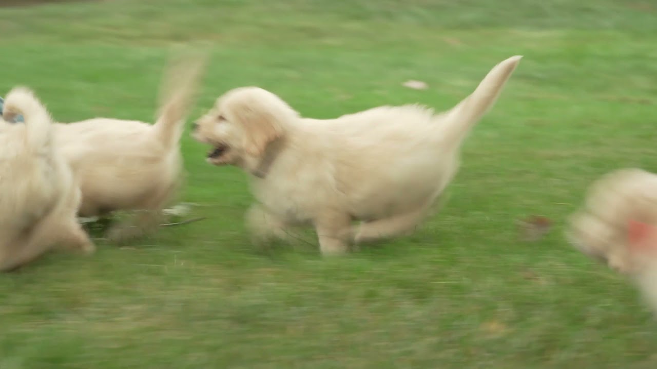 Mary Ester Raber's Golden Doodle Puppies - YouTube