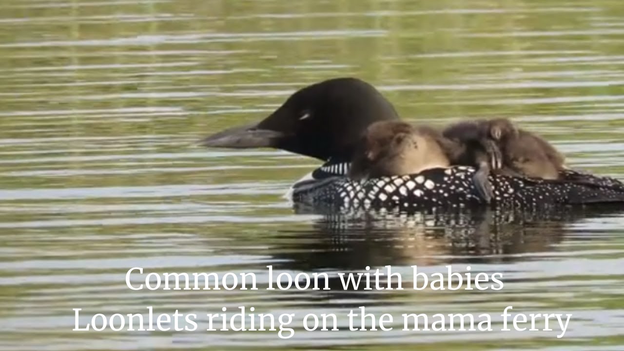Common Loon Parents and Their Ferrying Loonlets - YouTube