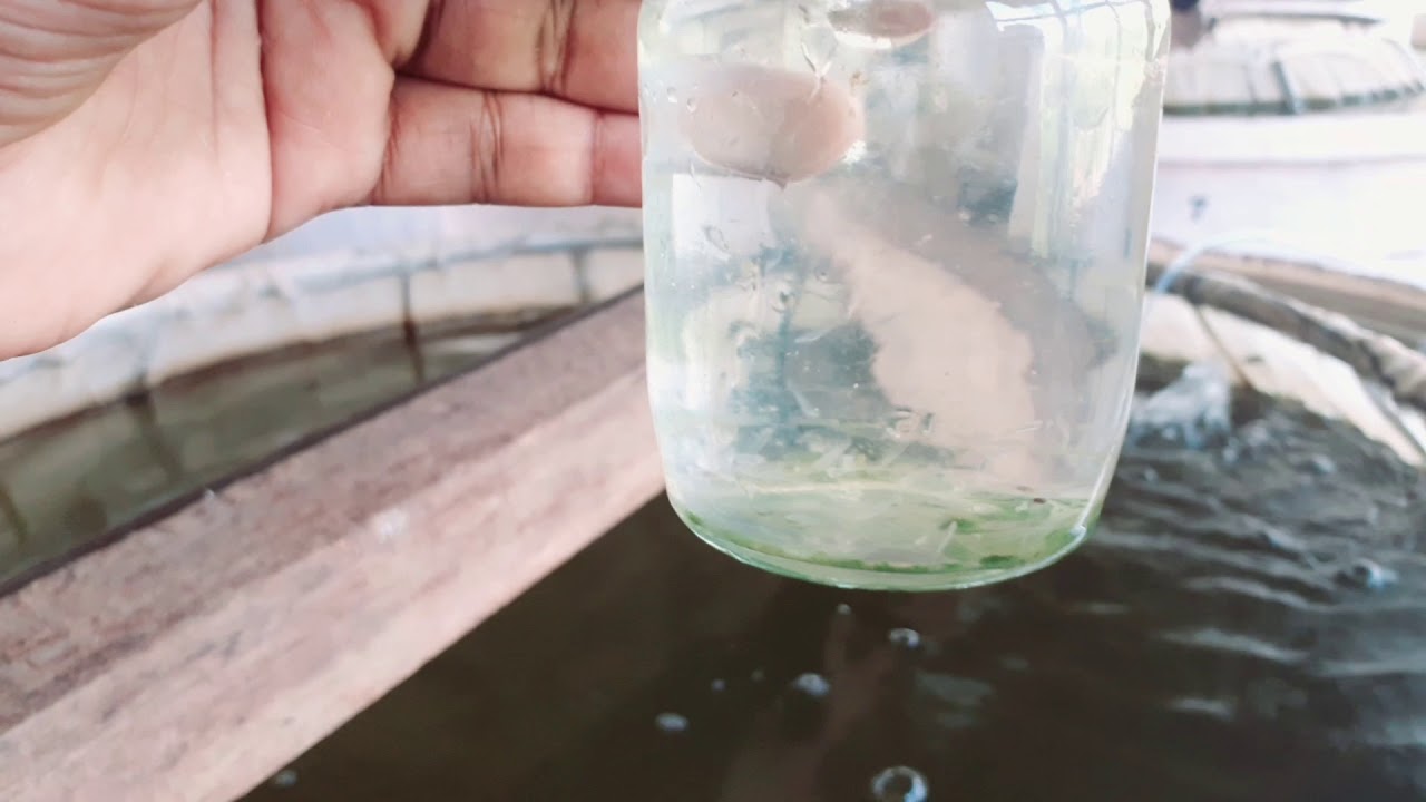 Hatchery Jar [ Post Larvae of Indian Carps] - YouTube