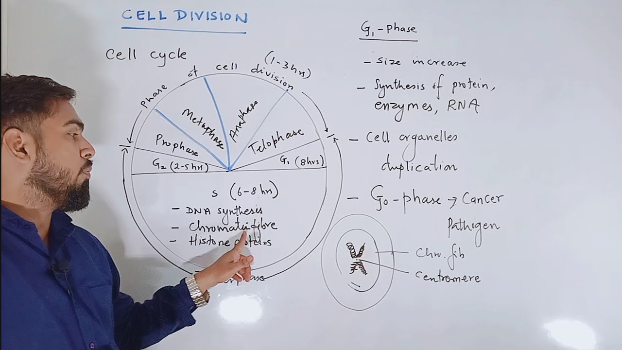 Cell Division Class 11 YouTube cell-division-class-11-youtube