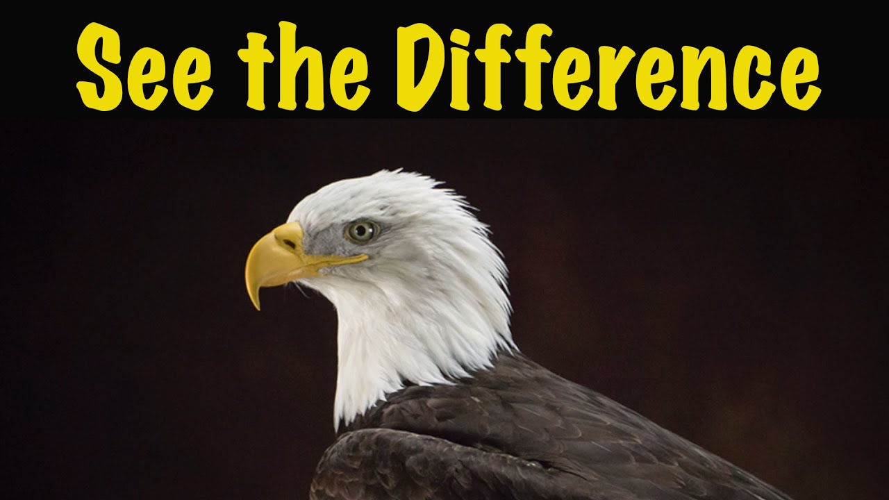 Bald Eagle ...This part is best to see in high speed time lapse. - YouTube