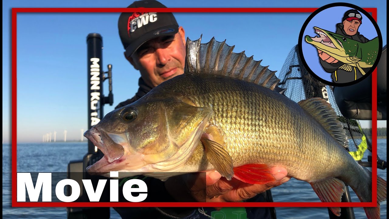 🎣 PERCH ACTION AT PRE FISHING FOR PERCH PRO 7 🎥 Perch Pro | Perch ...