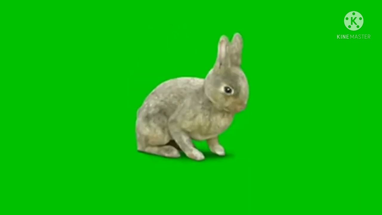 cute rabbit green screen effect No copyright - YouTube