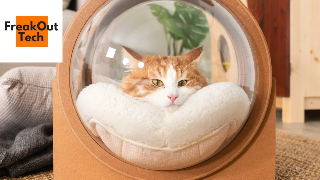 Best Cat Gadgets Of The Year - YouTube