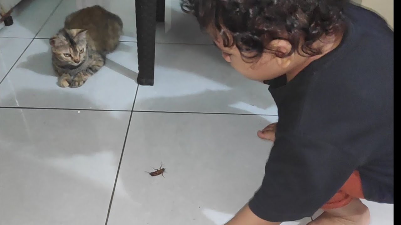 Balita Lucu Berani Menangkap Kecoa - Baby vs Cockroach - YouTube