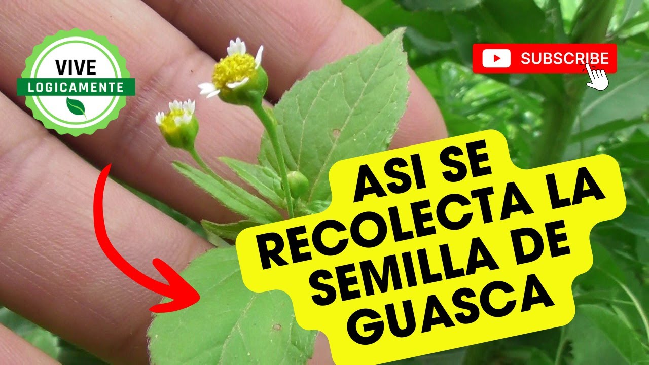 Descubre el Secreto de la Guasca: Cómo Recolectar Semillas - YouTube