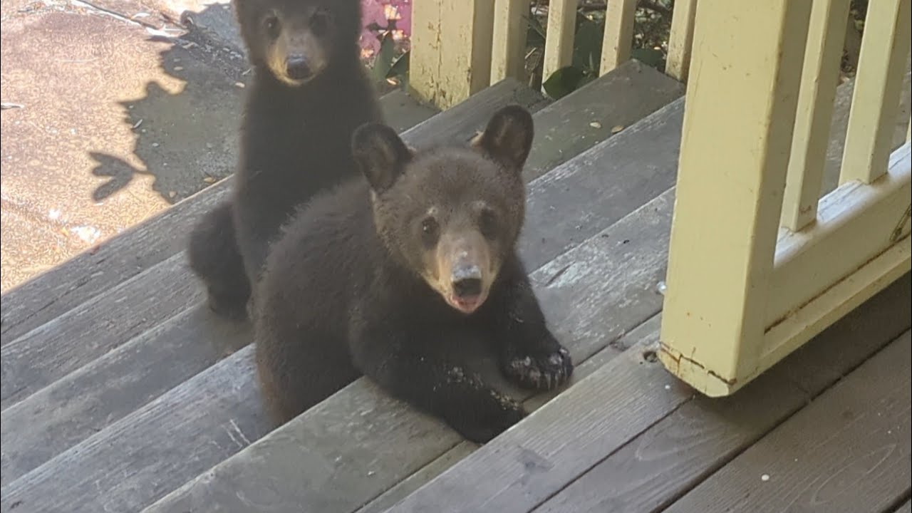 Bear Simone and Crew — Southern Ninjas - YouTube