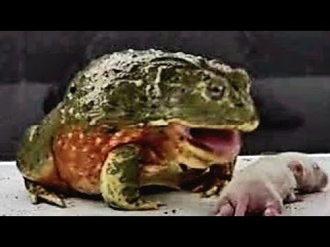 Giant Pixie Frog Eats A Rat / Warning Live Feeding - YouTube