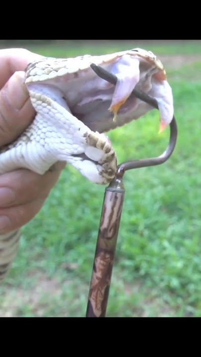 Identifying Venomous vs. Non-Venomous Snakes# Snake Handling Safety ...