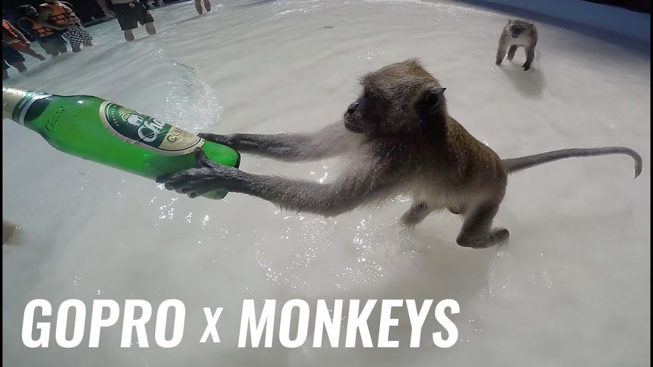 GoPro Monkeys in Thailand 2016 - YouTube