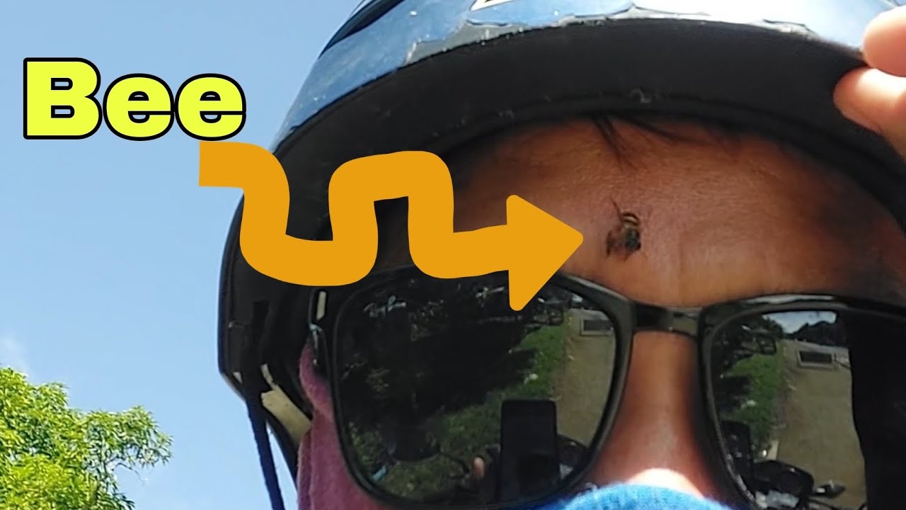 Bee Bump🐝 - YouTube