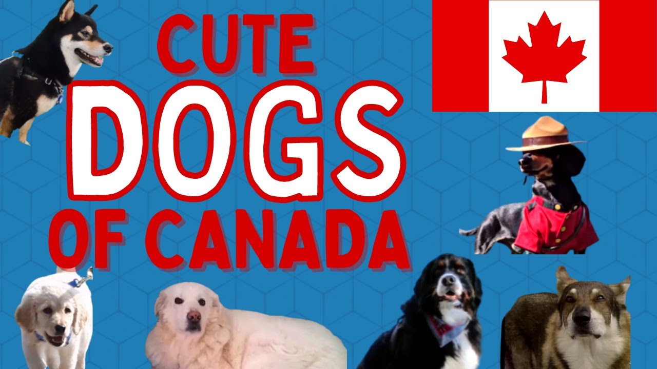 These Canadian Dogs Will Make Your Day || Compilation - YouTube